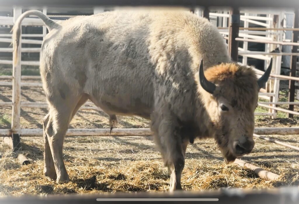 Turtle Mountain Band of Chippewa gift five symbolic white buffalo ...